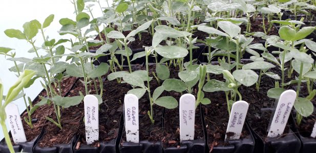 SWEET PEAS - THE CORDON METHOD - Cotswold Posy Patch
